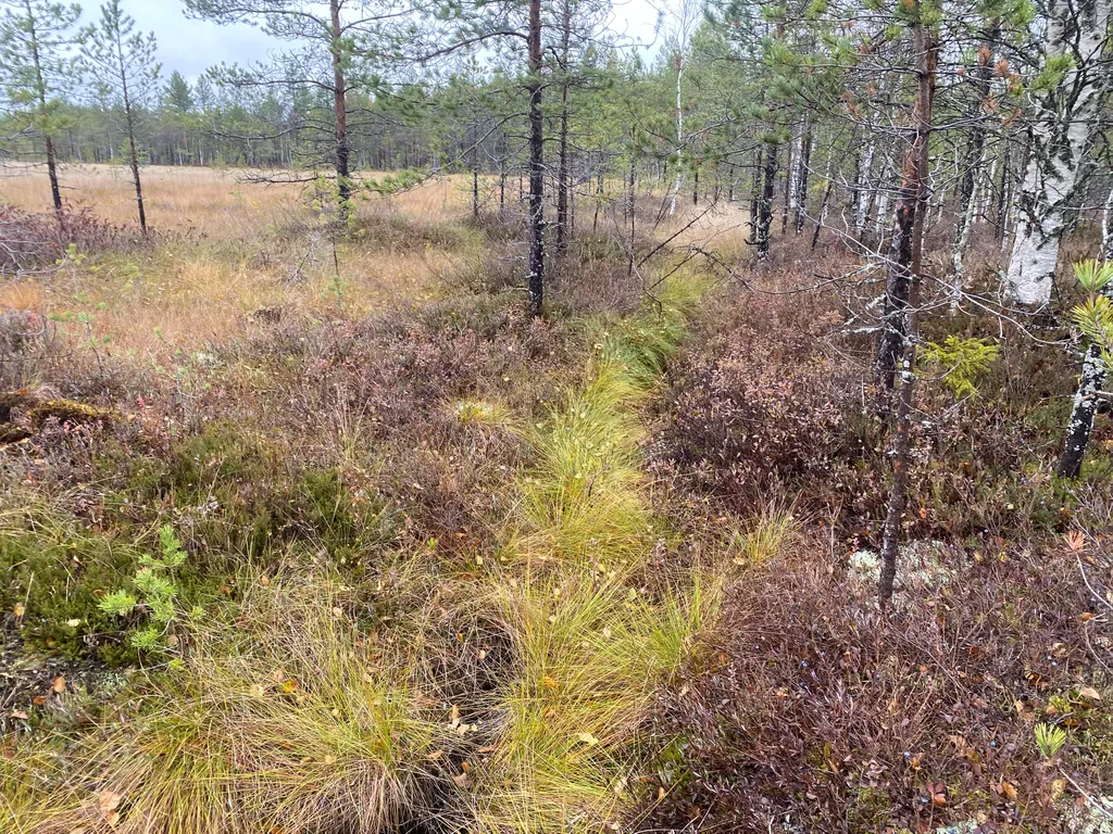 Tuuli Hakulinen: Pääasia, että ennallistettua suota tulee! - Itäsuomalainen